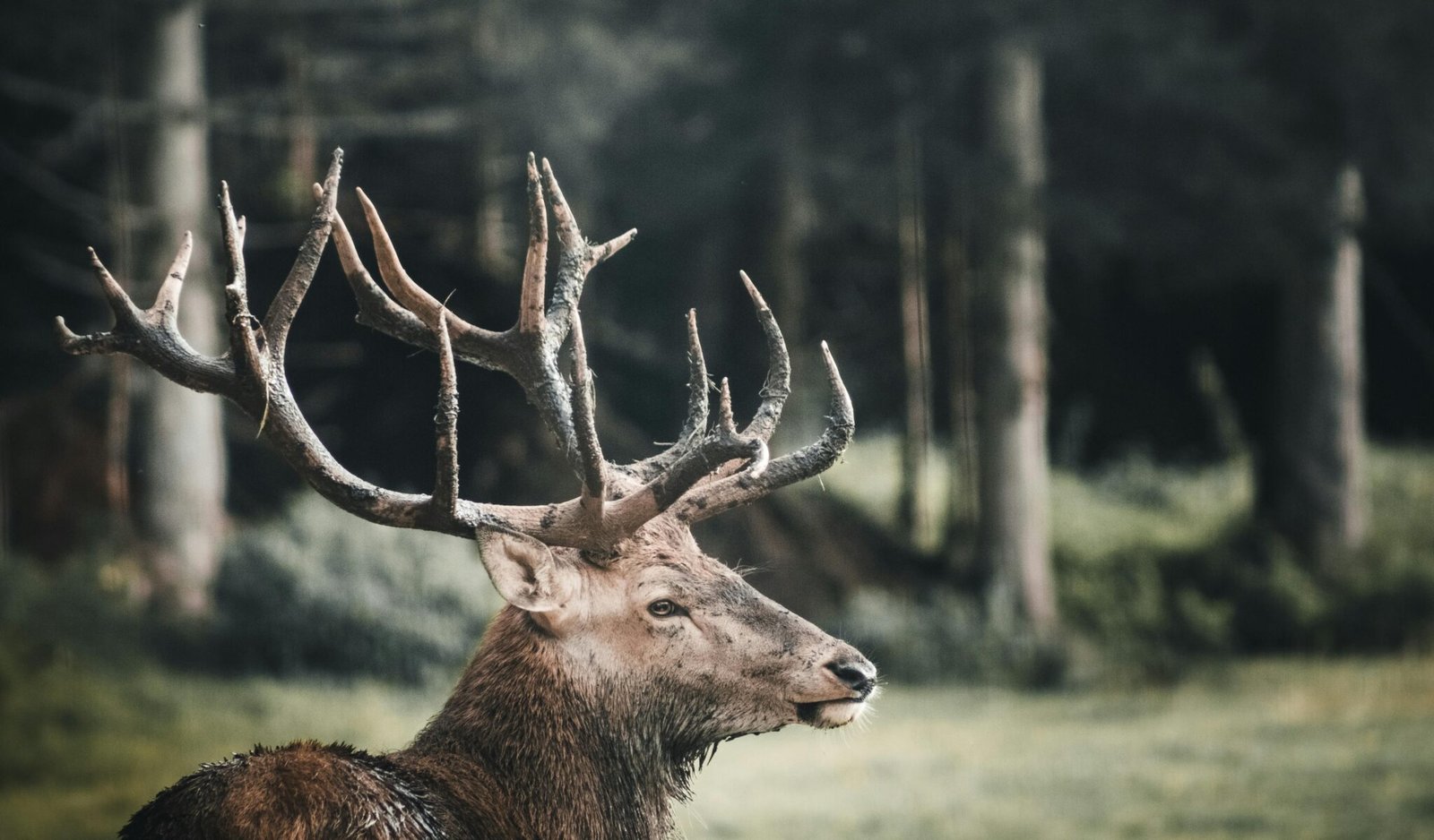 7 Powerful Facts About Moose Antlers: Growth, Purpose & Ecology